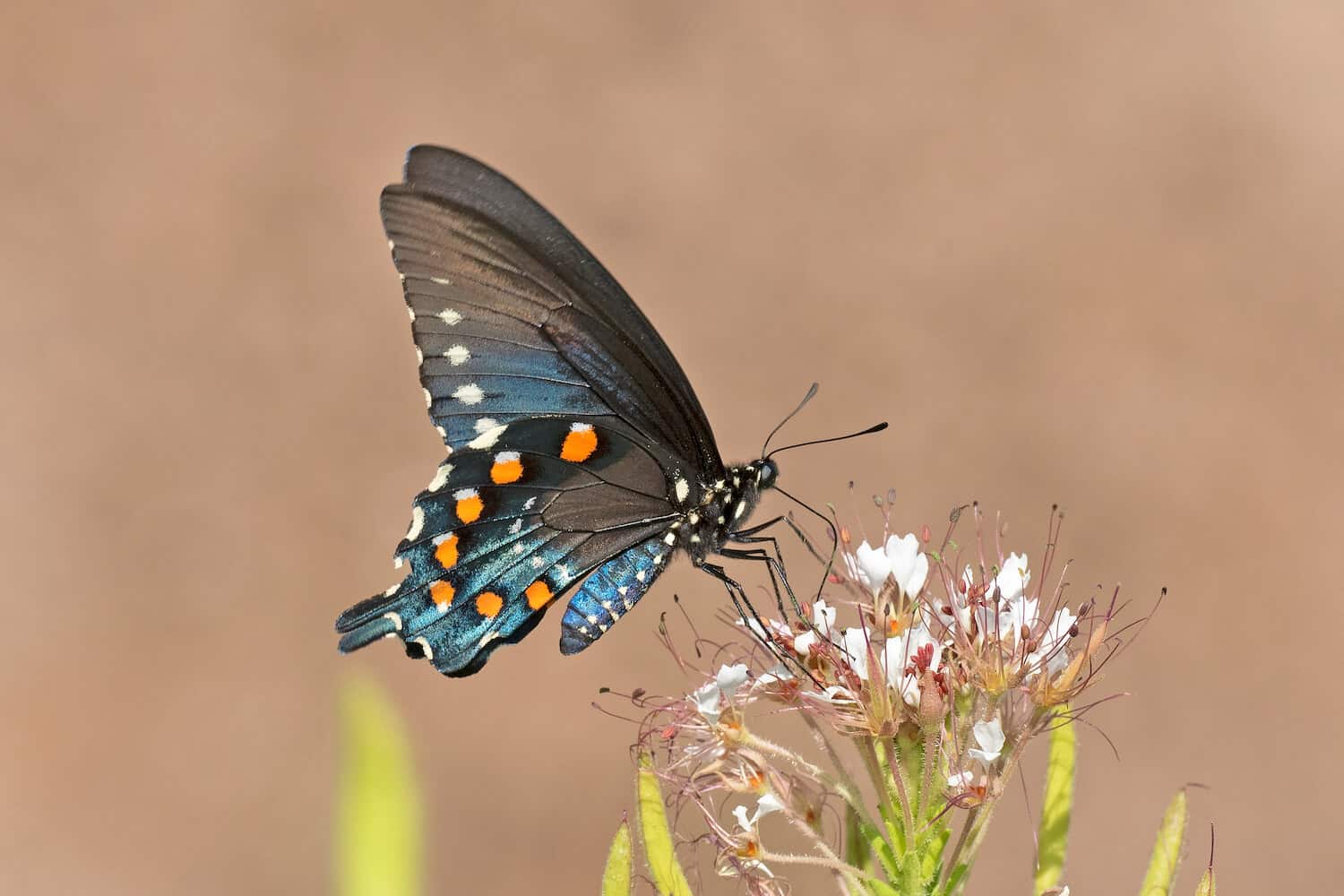 NABA - North American Butterfly Association
