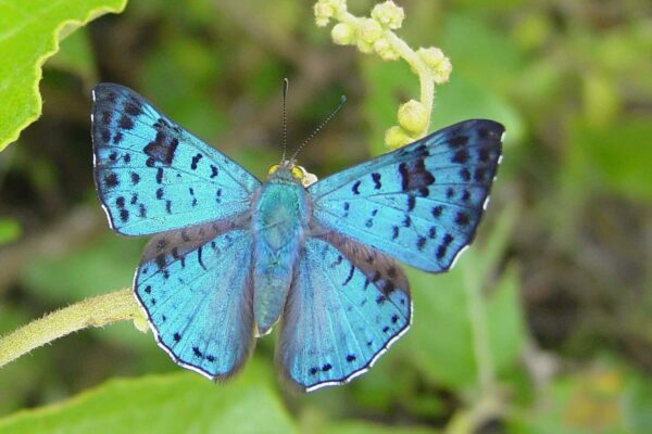 NABA - North American Butterfly Association