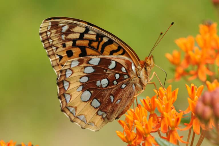 NABA - North American Butterfly Association