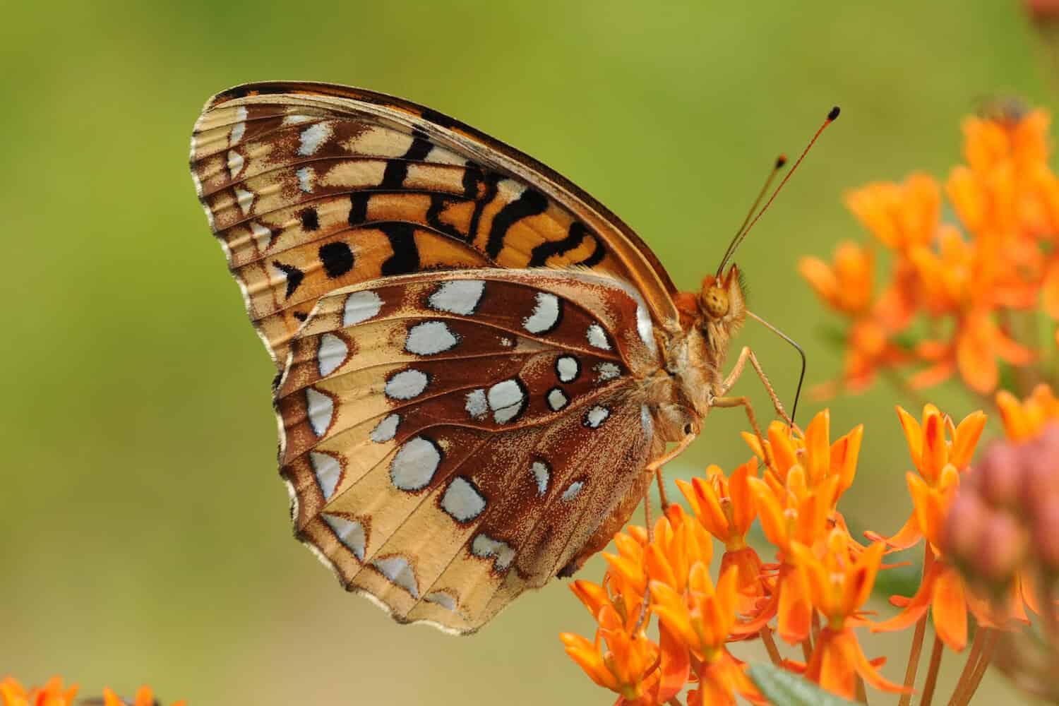 NABA - North American Butterfly Association