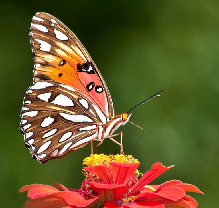 About - North American Butterfly Association