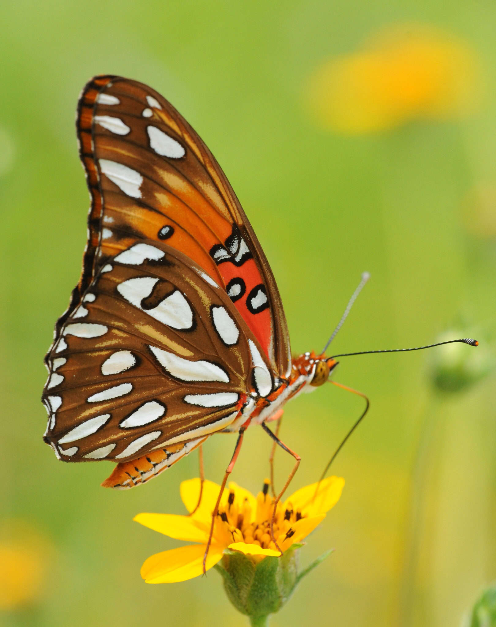 NABA - North American Butterfly Association