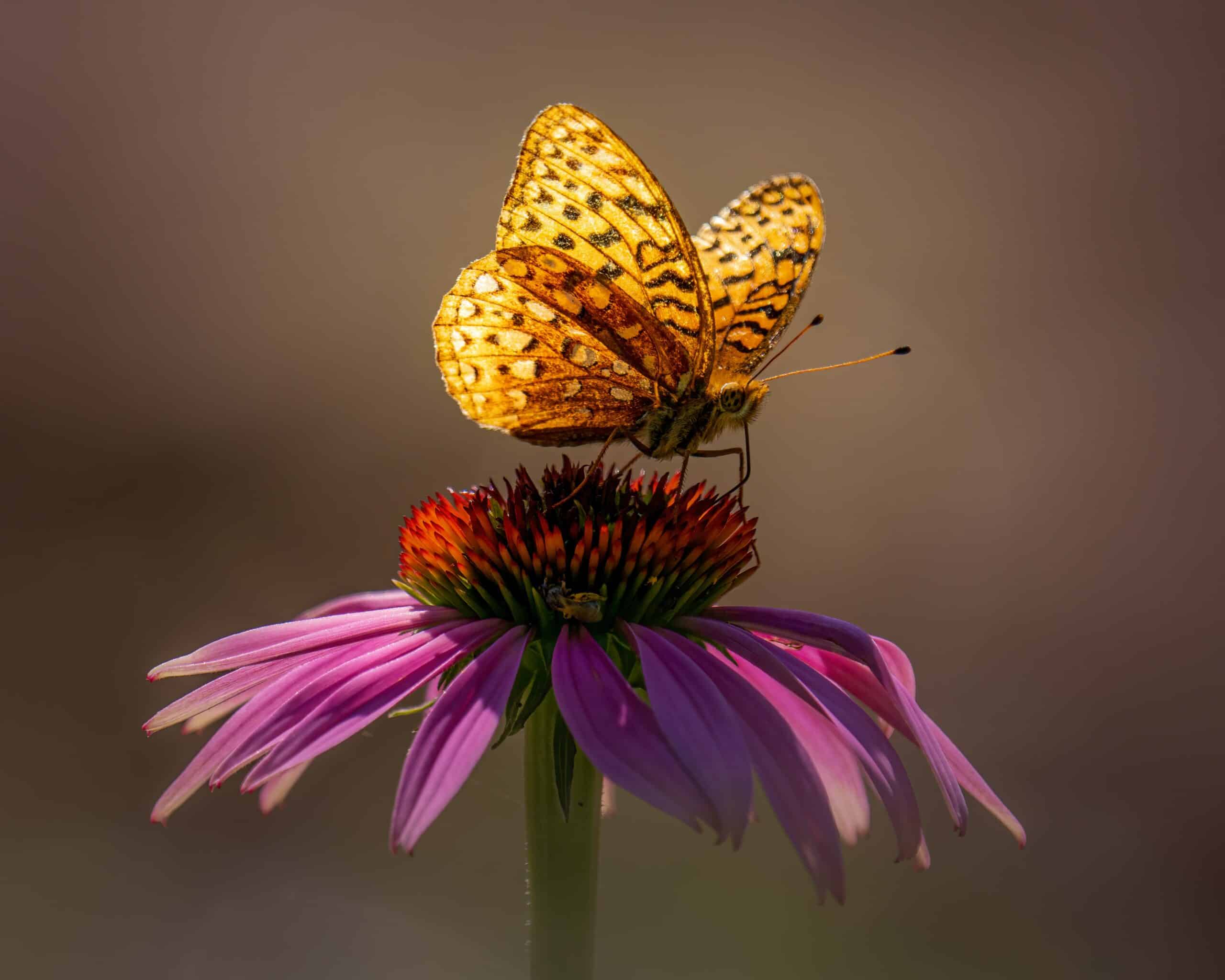 Start Your Own Chapter of the North American Butterfly Association