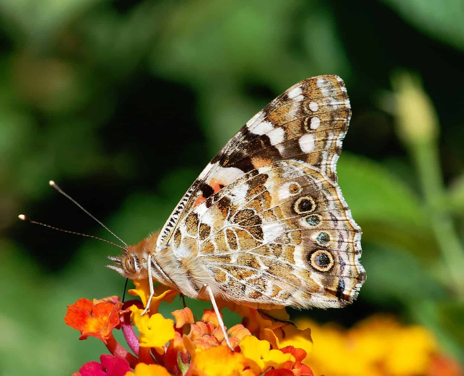 North American Butterfly Association Chapters - Join Us