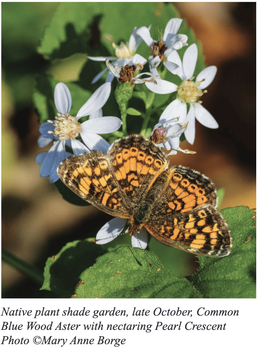 Native Plants, Soil, and Soil Amendments - North American Butterfly ...