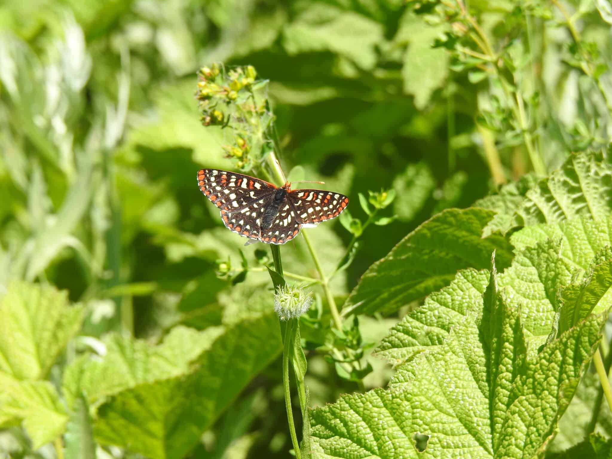Understanding and Finding Butterflies - North American Butterfly ...
