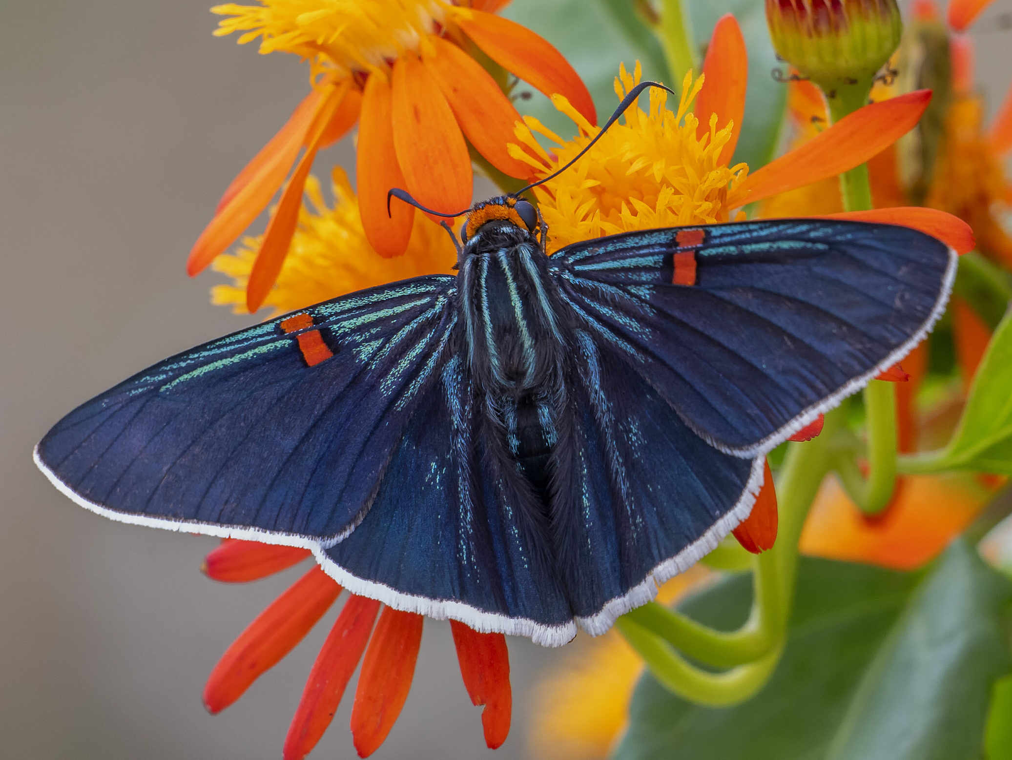 NABA's 2024 Butterfly Photo Contest 🦋