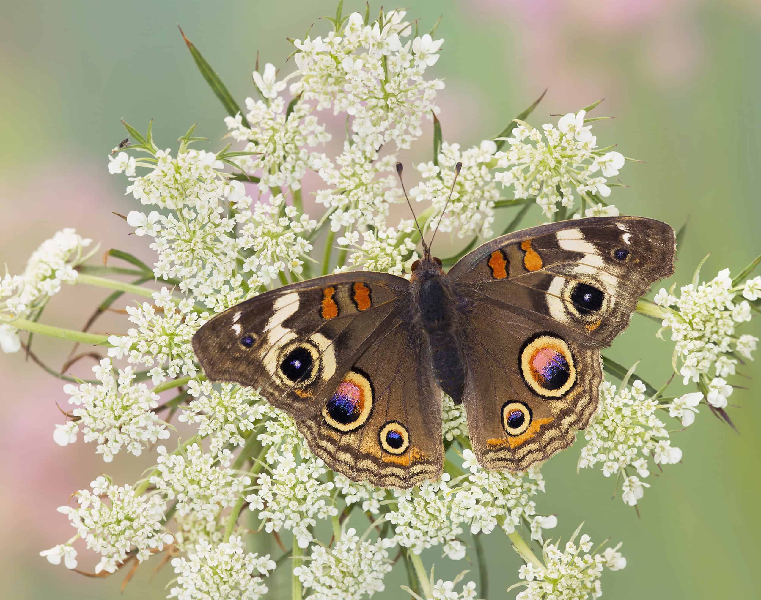 NABA's 2024 Butterfly Photo Contest 🦋