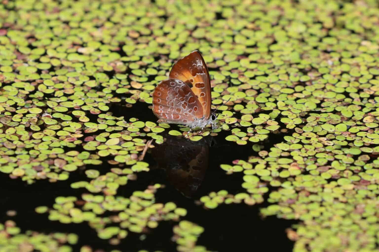 Understanding and Finding Butterflies - North American Butterfly ...