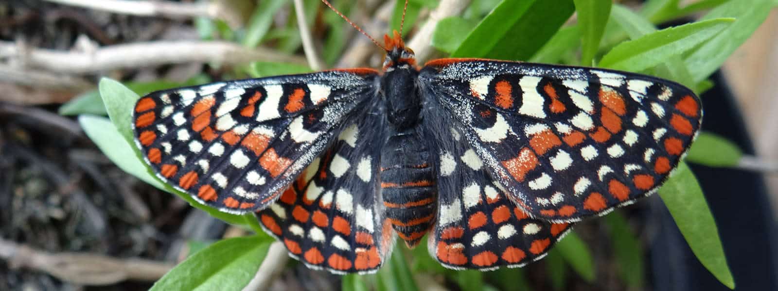 Understanding and Finding Butterflies - North American Butterfly ...